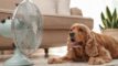 Dog House Air Conditioner: How To Cool A Dog House in Summer