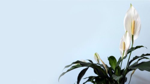 13 Humidity Absorbing Plants That Can Cool Your House in Summer