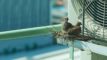 Bird Nest in Air Conditioner: How Birds Can Affect Your AC