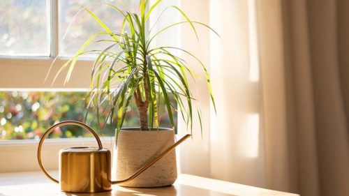 21 Best Air-Purifying Plants for Better Health & Indoor Air Quality
