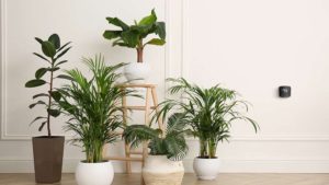 10 Tips on How to Increase Humidity for Plants
