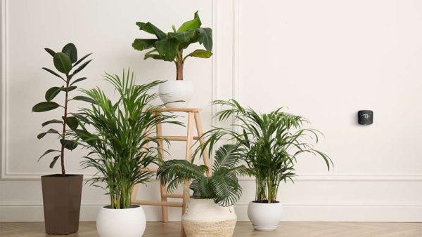 10 Tips on How to Increase Humidity for Plants