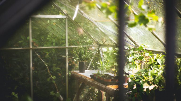 Best Greenhouse Temperature Control Tips to Help Your Plants